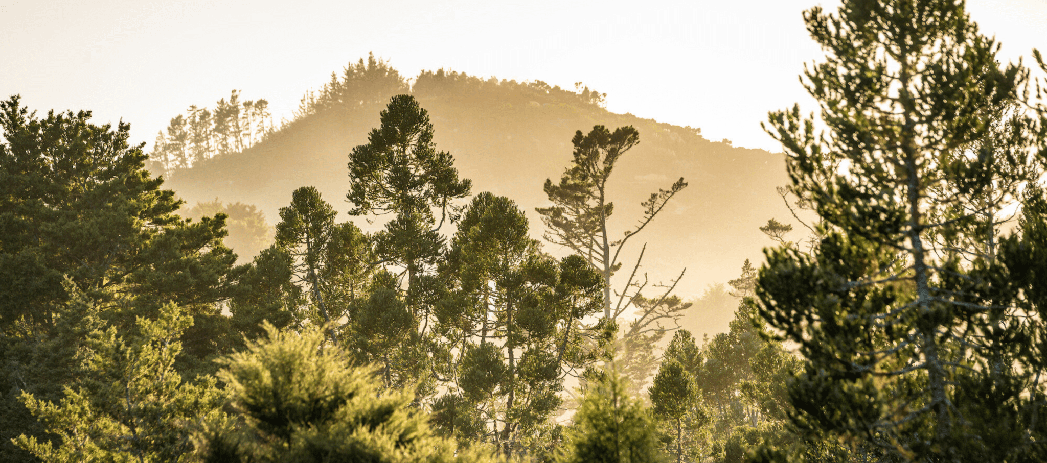 Experience NZs Nature From Our Luxury Cabins - PurePods
